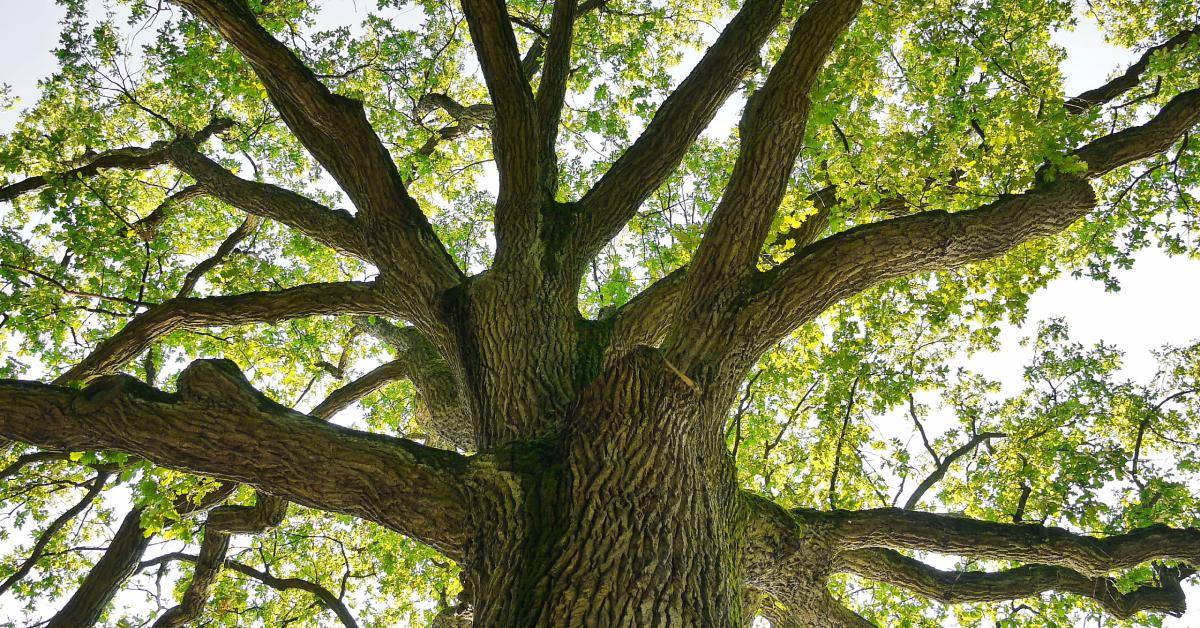 WMU earns seventh consecutive Tree Campus USA designation | News ...