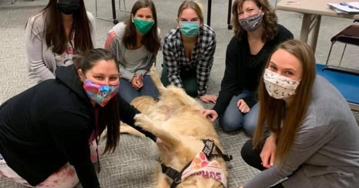 Sunny, Oreo and Poppy join WMU's new therapy dog clinic | Western ...